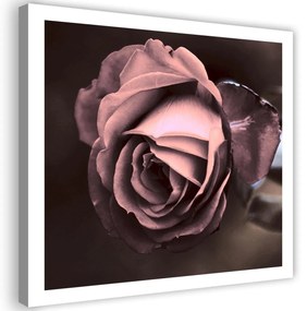 Obraz na plátně, Krásný růžový květ růže - 30x30 cm