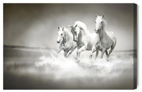 Obraz Koně V Černé A Bílé Nedostatek Nedostatek Plátno Canvas 120x80