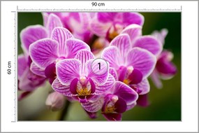 Fototapeta Kytice Orchidejí Omyvatelný vlies 152.5x104
