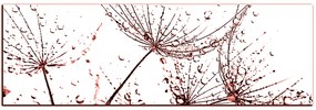 Obraz na plátně - Pampelišková semínka s kapkami vody - panoráma 5202KA (105x35 cm)