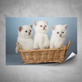 Plakát - Bílá koťata (60x40 cm) - PopyDesign