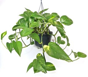 Gardners Pokojová rostlina  Epipremnum Aureum - závěs, průměr 14-15 cm