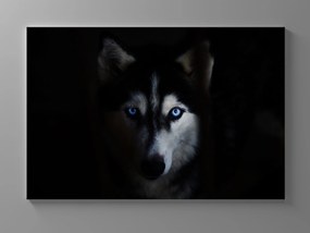 Liox Obraz pes husky Rozměr: 100 x 65 cm