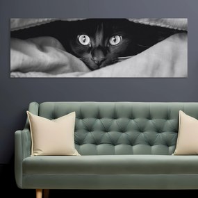 Obraz na plátně - Najdi kočku, kočka v bílé přikrývce FeelHappy.cz Velikost obrazu: 120 x 40 cm