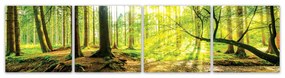Malvis ® Obraz slunce v lese Velikost (šířka x výška): čtyřdílné panorama - 100x25 cm