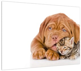 Obraz psa s kotětem (70x50 cm)