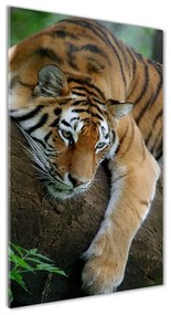 Wallmuralia Vertikální Fotoobraz na skle Tygr na stromě 50x100