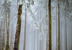 Postershop Fototapeta vliesová: Zasněžený jehličnatý les - 416x254 cm