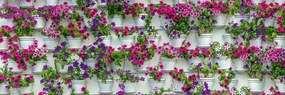 DIMEX | Fototapeta do kuchyně Květiny v truhlících KI-180-176 | 180 x 60 cm | fialová, růžová, bílá, zelená