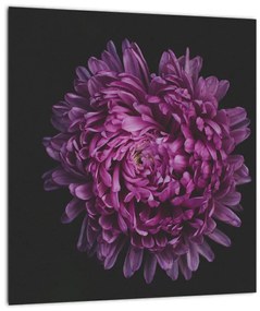 Obraz fialové květiny (30x30 cm)