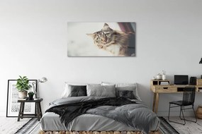 akrylový obraz Mainská mývalí kočka 125x50 cm
