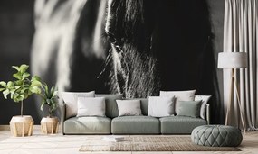 Samolepící fototapeta majestátní černobílý kůň - 225x150 cm