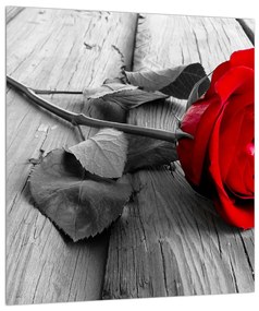 Obraz rudé růže (30x30 cm)