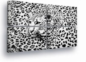 Obraz 120x80 Leopard dravec divoká příroda černá a bílá kontrast skvrny