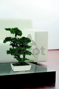 Procumbens bonsai 25 cm