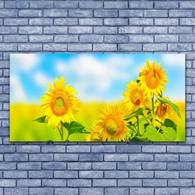 Plexisklo-obraz Slunečnice Květiny Příroda 120x60 cm