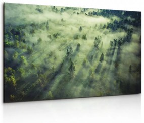 Obraz tajemný les plný mlhy