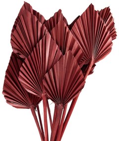 Vínová kytice sušené palmové listy – 60 cm