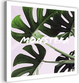Obraz na plátně, Exotické listy Monstera 60x60