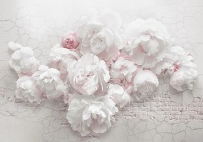 Postershop Fototapeta vliesová: Bílé růže na zdi - 254x184 cm