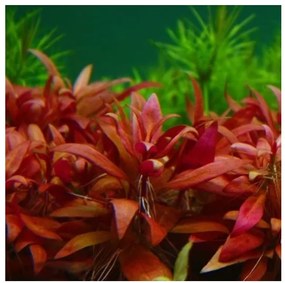 Rataj Alternanthera reineckii 'Mini'