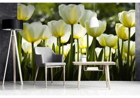 Vliesové fototapety na zeď Bílé tulipány | MS-5-0127 | 375x250 cm
