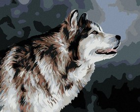 Malování podle čísel vyhlížející husky, 40x50 cm, vypnuté plátno na rám