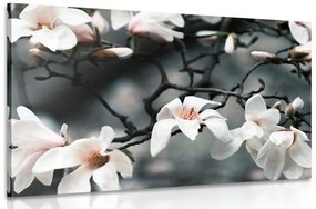 Obraz probouzející se magnolie - 120x80 cm
