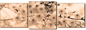 Obraz na plátně - Třešňový květ - panoráma 5279FD (120x40 cm)