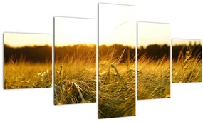 Obraz orosené trávy (125x70 cm)