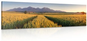 Obraz západ slunce nad pšeničným polem Varianta: 120x40
