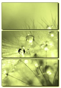 Obraz na plátně - Dandelion z kapkami rosy- obdélník 7262ZB (90x60 cm  )