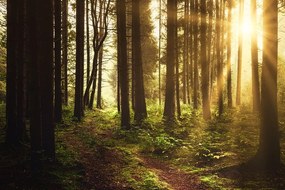 Samolepící fototapeta les zalitý sluncem - 225x150 cm