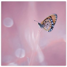 Obraz - Motýlek (30x30 cm)