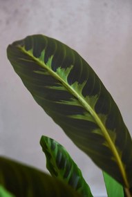 Umělá strelicie v květináči NICOLA, plast, výška 85 cm, zelená