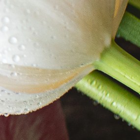Malvis ® Tapeta Zaostřené tulipány na dřevě Vel. (šířka x výška): 360 x 260 cm