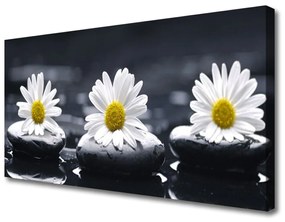 Obraz na plátně Sedmikráska Kameny Rostlina 100x50 cm