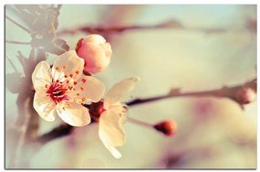 Obraz na plátně - Květ třešně 158A (90x60 cm  )