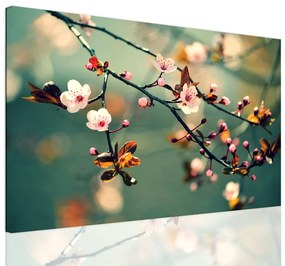 Malvis ® Obraz třešňový květ Velikost: 150x100 cm