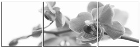 Obraz na plátně - Orchidej květ izolována na bílém pozadí - panoráma 5222QC (90x30 cm)
