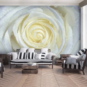 Fototapeta - Bílá růže (152,5x104 cm)
