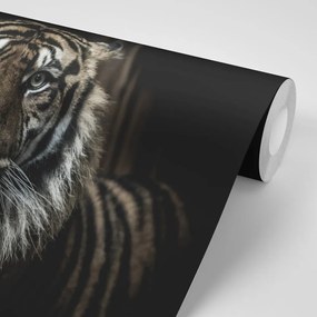 Samolepící fototapeta tygr