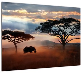 Skleněný obraz - Národní park Serengeti, Tanzánie, Afrika (70x50 cm)