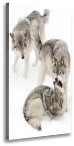 Wallmuralia Vertikální Vertikální Foto obraz na plátně do obýváku Šedí vlci 50x100