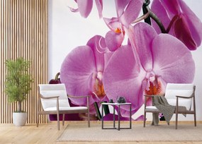 Fototapeta na zed' Jemné Orchideje | 360 x 254 cm | DFTS0049