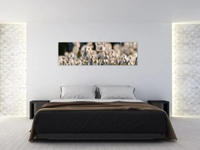 Obraz - Bílý suchopýr (170x50 cm)