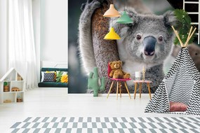 Malvis ® Fototapeta Koala Vel. (šířka x výška): 432 x 290 cm