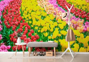 Samolepící fototapeta zahrada plná tulipánů - 150x100 cm