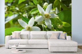 DIMEX | Samolepicí vliesová fototapeta na zeď Bílý květ MA-5-1368 | 375 x 250 cm | zelená, bílá