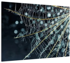 Skleněný obraz -Květ s pavučinou (70x50 cm)